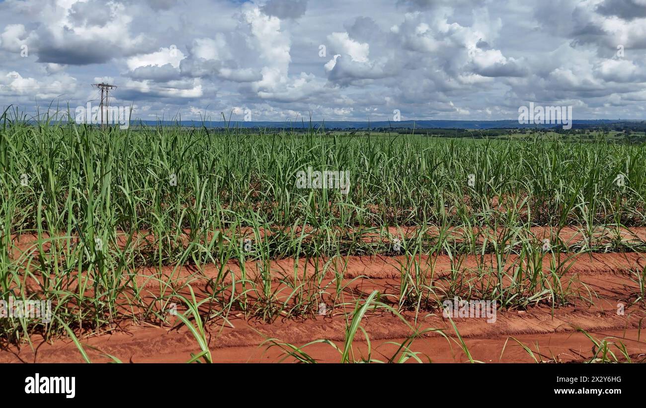 field sugar cane cultivation area agribusiness Stock Photo - Alamy