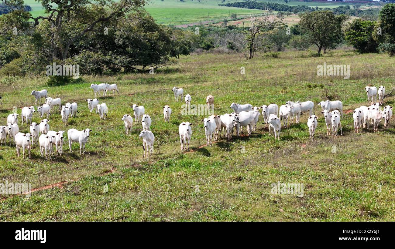 field pasture area for cattle breeding white cows grazing Stock Photo ...