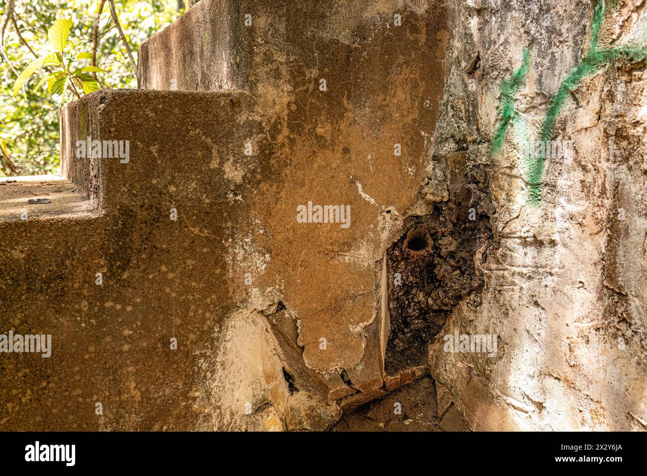 Stingless Bees Insects Colony Hive of the Genus Partamona Stock Photo ...