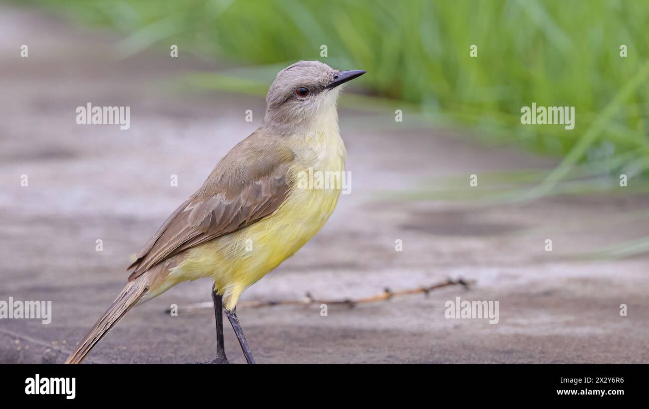 Adult cattle tyrant bird species hi-res stock photography and images ...