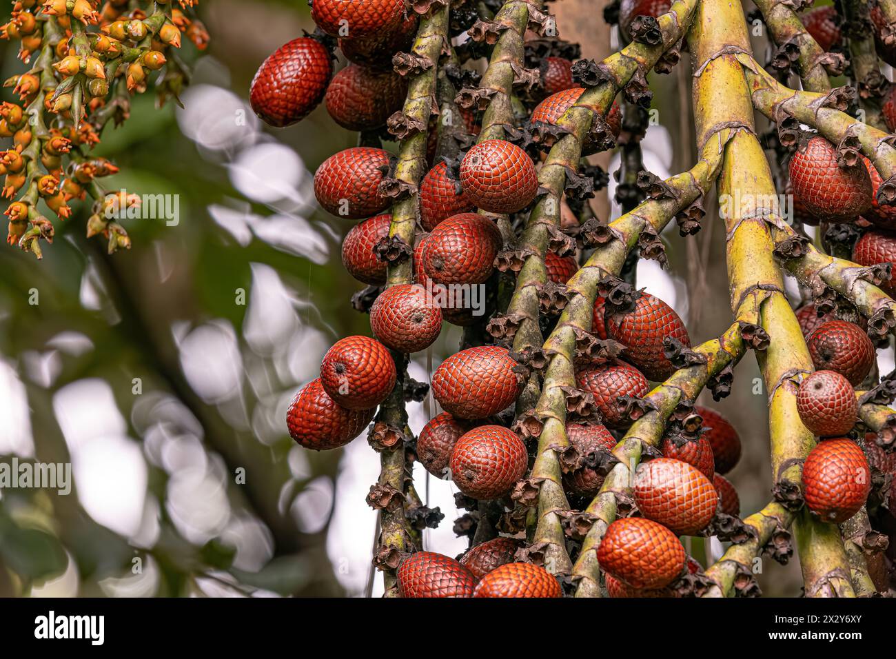 Buriti palm hi-res stock photography and images - Alamy