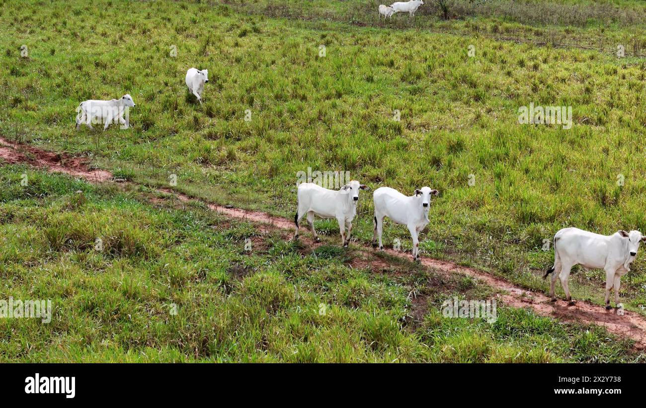 Cattle ranch brazil aerial hi-res stock photography and images - Alamy