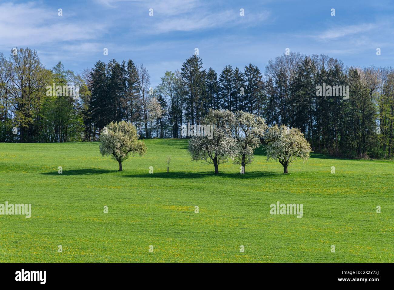 Blooming Pear Trees in Mostviertel, Austria Stock Photo - Alamy