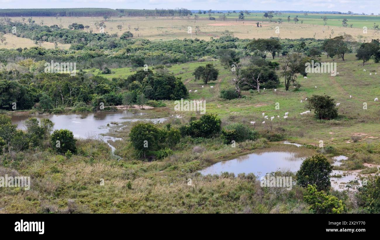 Cattle ranch brazil aerial hi-res stock photography and images - Alamy