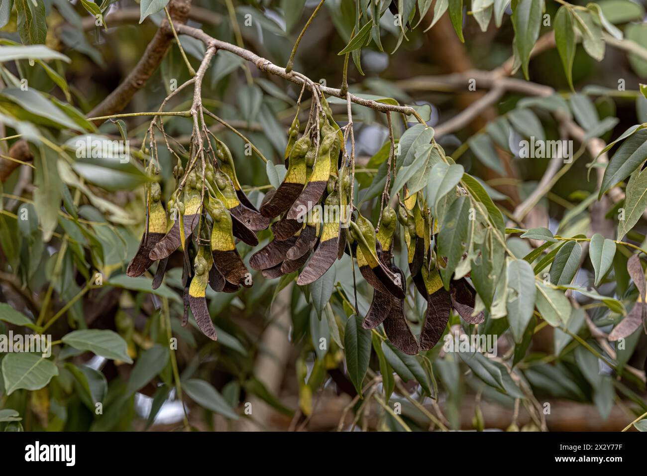 Machaeriums Plant Seeds of the Genus Machaerium Stock Photo - Alamy