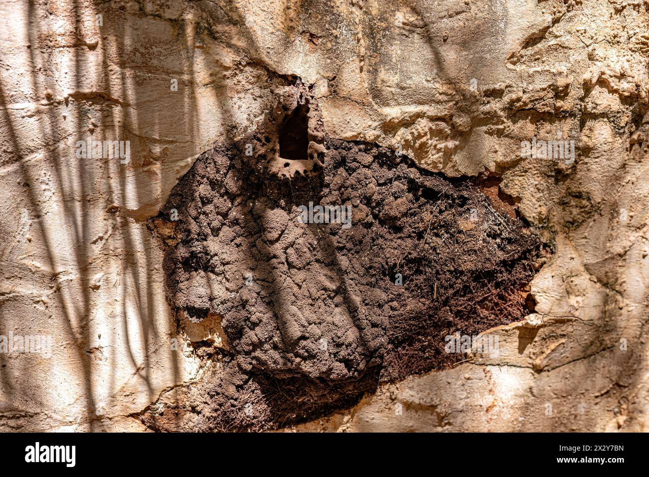 Stingless Bees Insects Colony Hive of the Genus Partamona Stock Photo ...