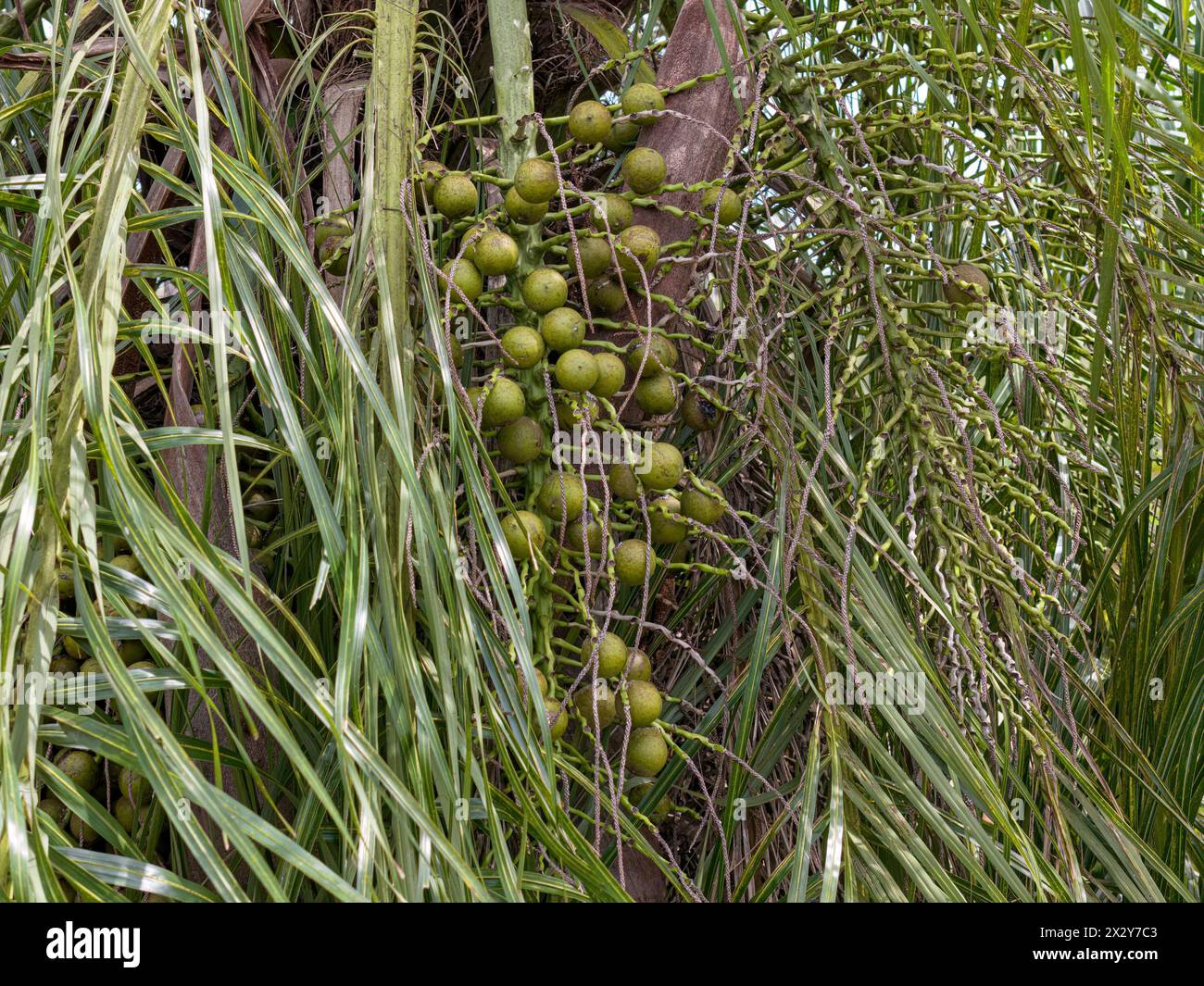 Macaw Palm Fruits of the species Acrocomia aculeata Stock Photo - Alamy