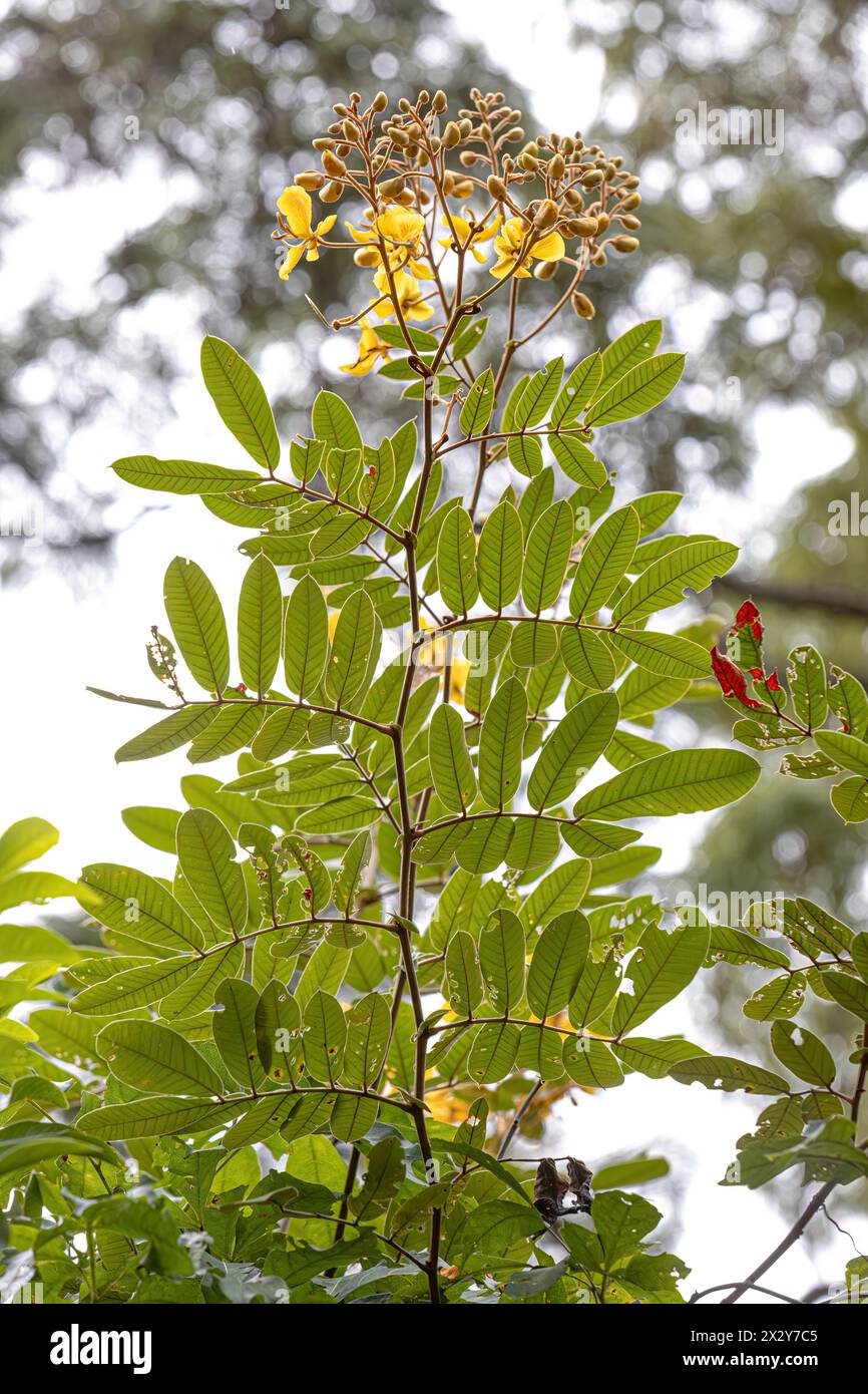 Small Yellow Flowering Plant of the genus Senna Stock Photo - Alamy