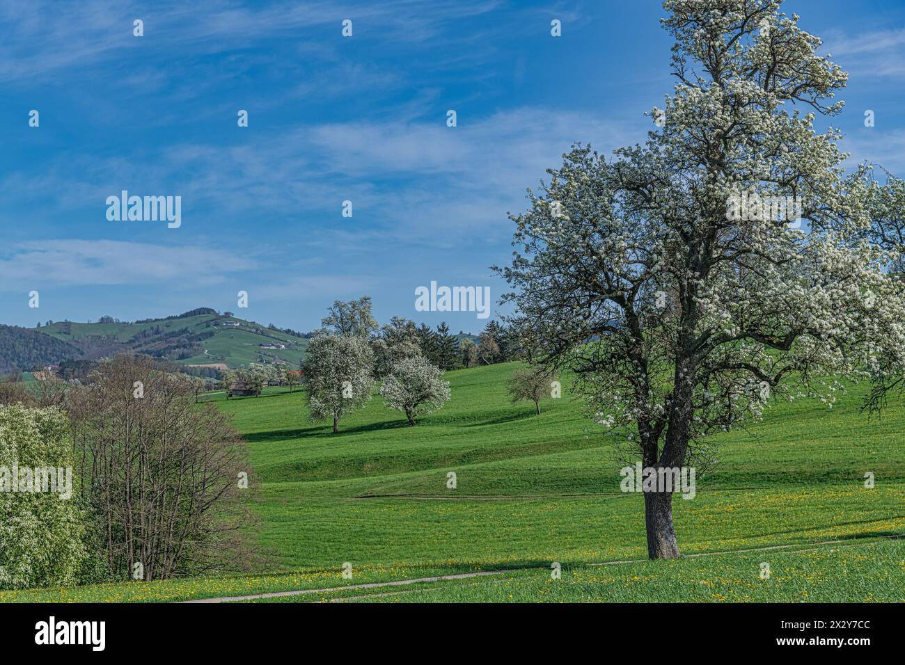 Blooming Pear Trees in Mostviertel, Austria Stock Photo - Alamy