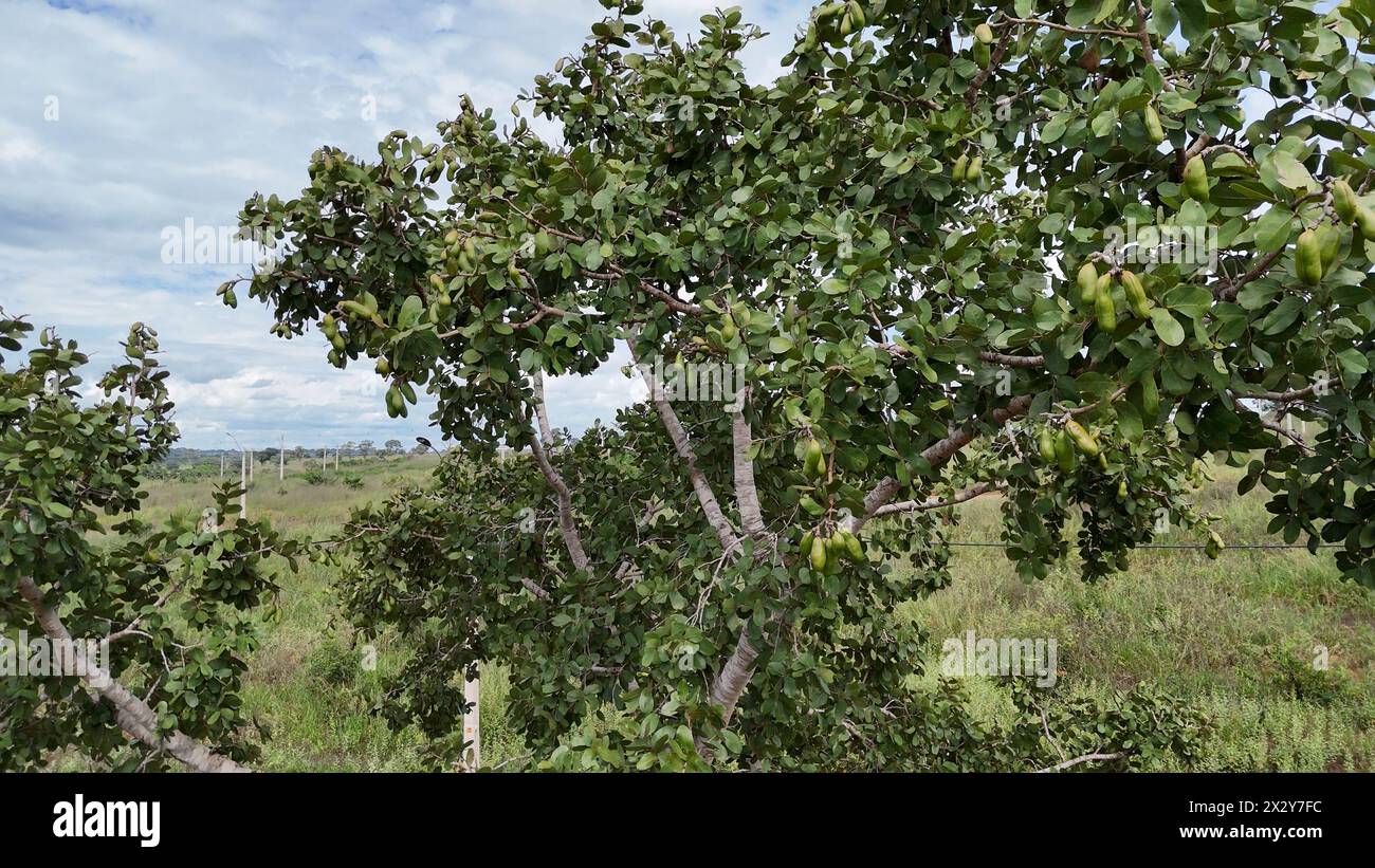 Hymenaea courbaril leaf hi-res stock photography and images - Alamy