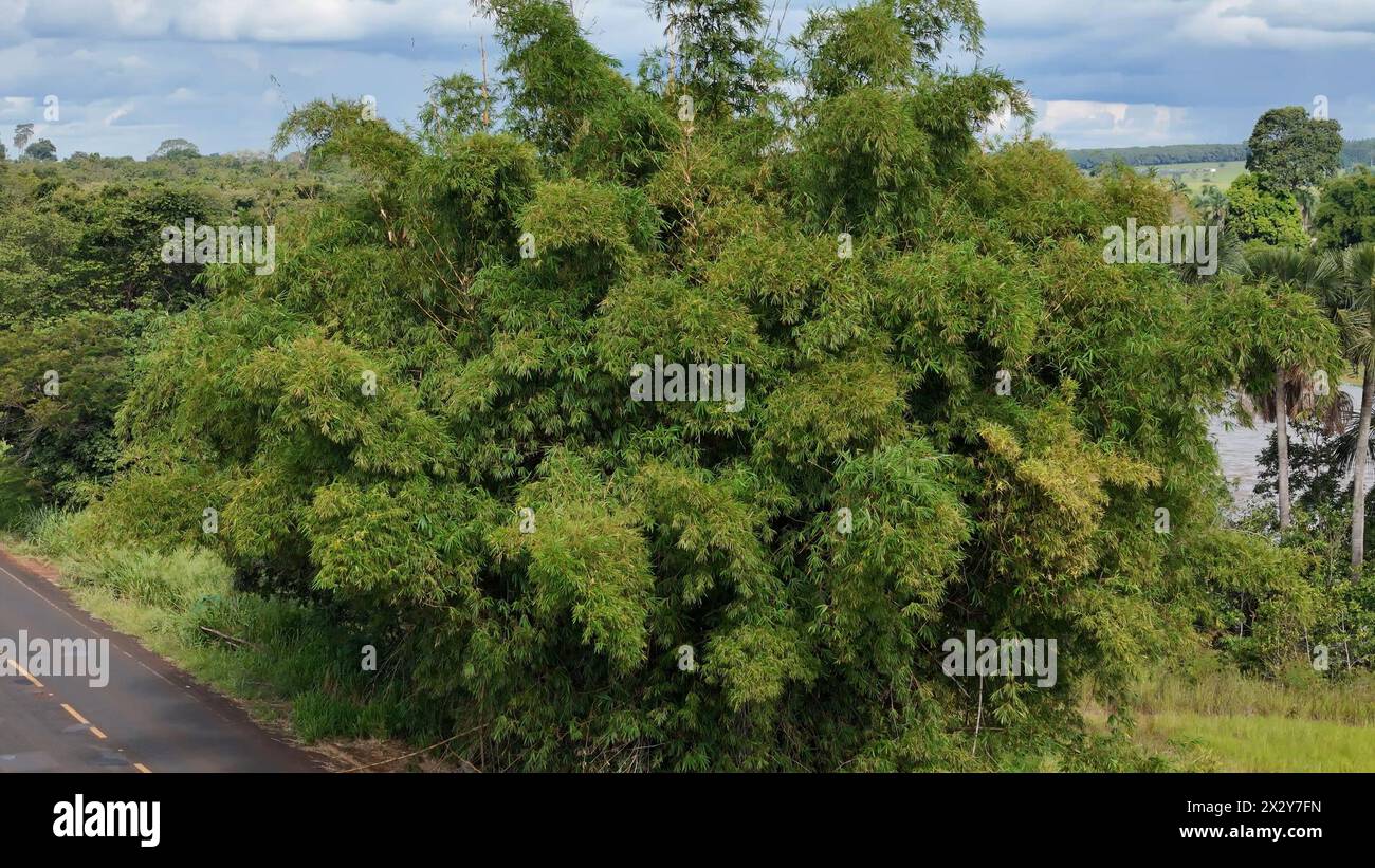 Clump of bamboo hi-res stock photography and images - Alamy