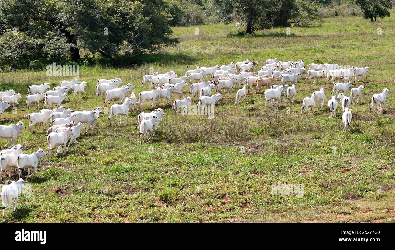 field pasture area for cattle breeding white cows grazing Stock Photo ...