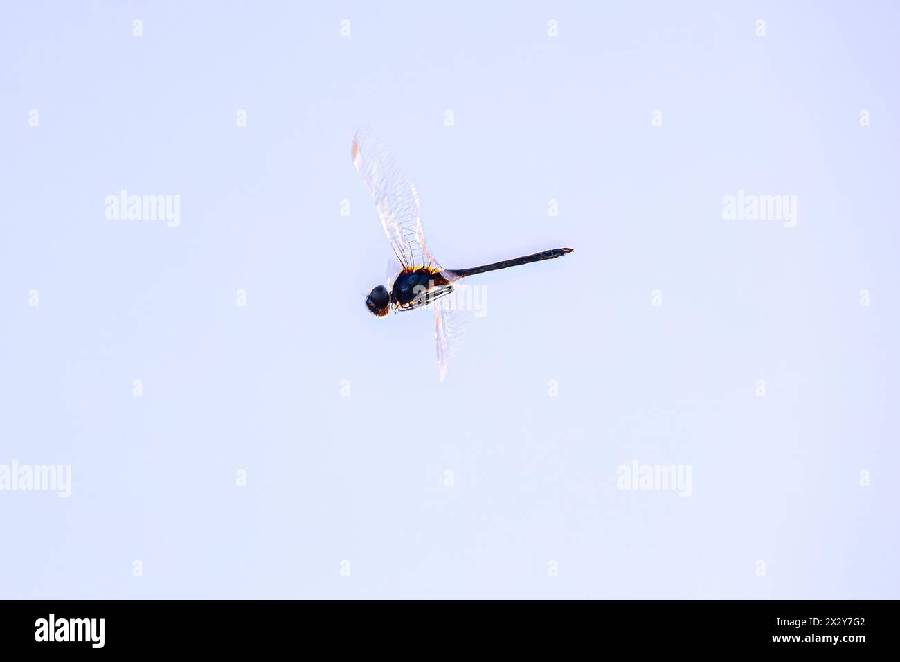 Adult Metallic Pennant Dragonfly Insect of the Genus Idiataphe flying ...