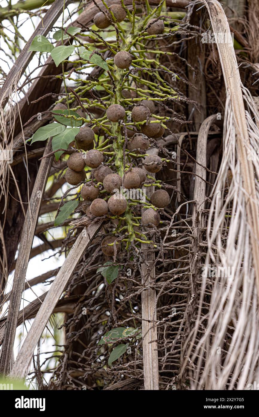 Macaw Palm Fruits of the species Acrocomia aculeata Stock Photo - Alamy
