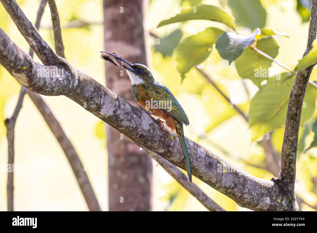 Animal Rufous-tailed Jacamar Bird of the species Galbula ruficauda ...