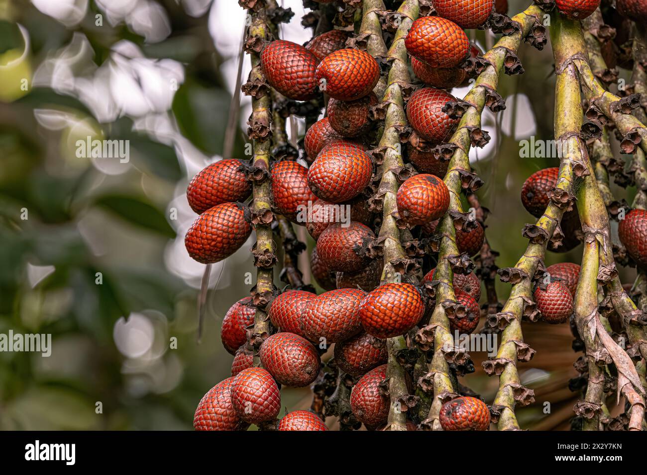 fruits of the buriti palm tree with selective focus Stock Photo - Alamy