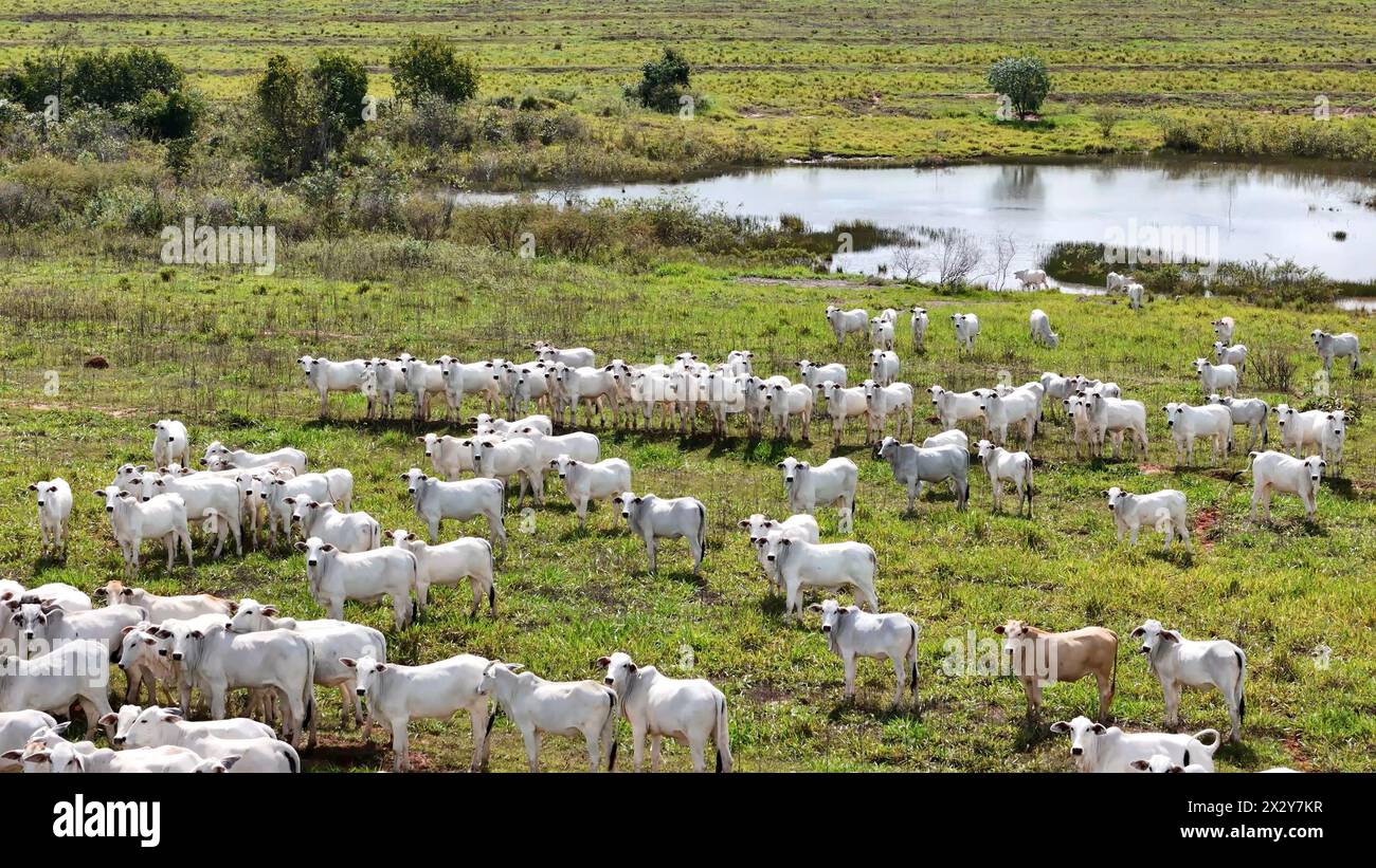 field pasture area for cattle breeding white cows grazing Stock Photo ...