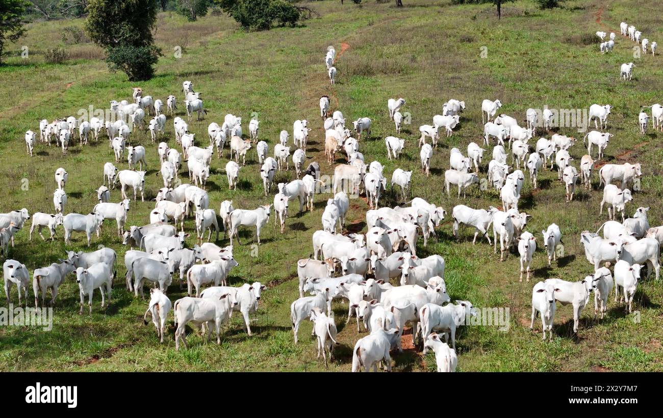 field pasture area for cattle breeding white cows grazing Stock Photo ...
