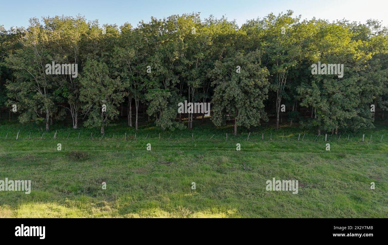 aerial image of rubber tree forest for latex extraction Stock Photo - Alamy