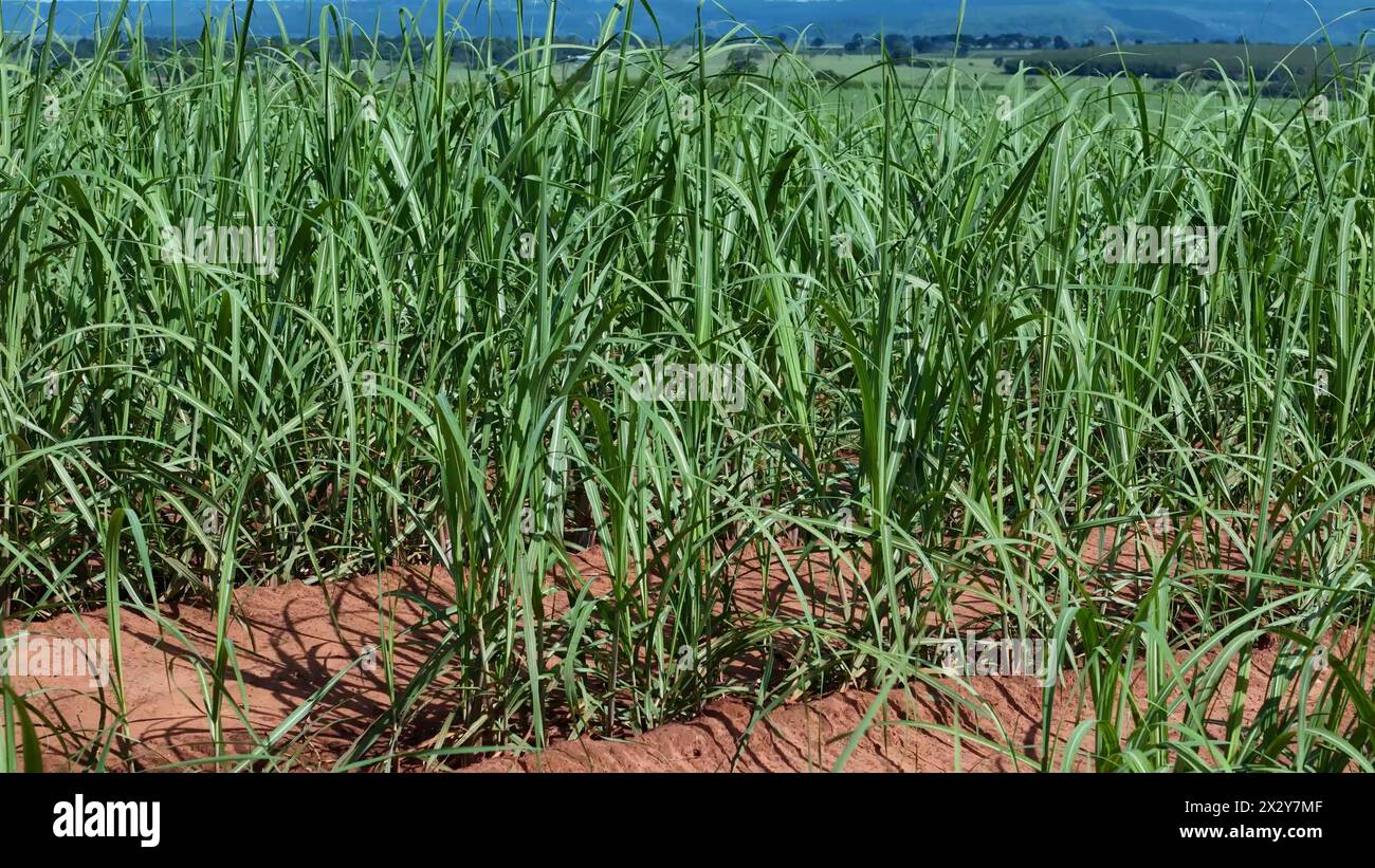 field sugar cane cultivation area agribusiness Stock Photo - Alamy