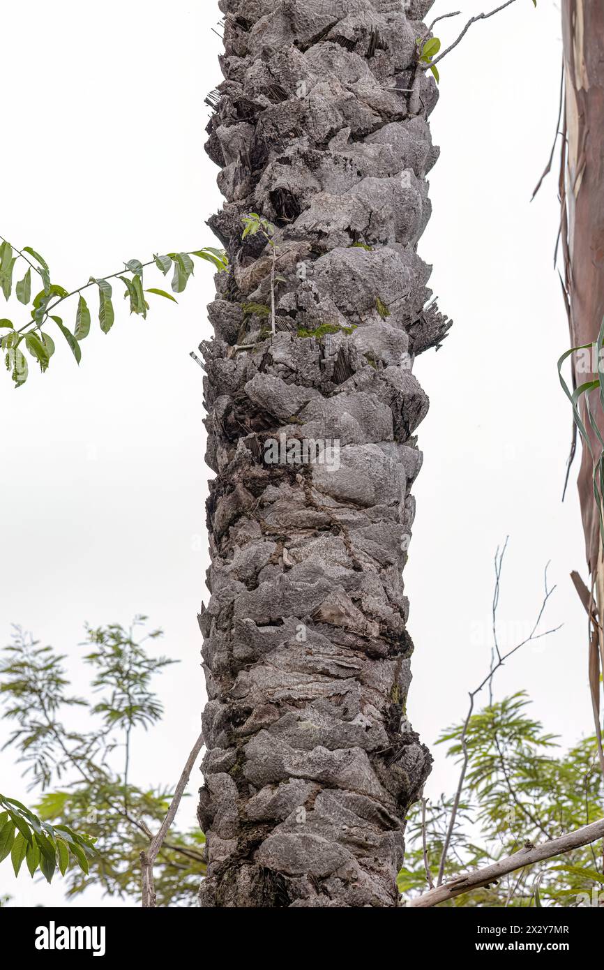 Macaw Palm Tree of the species Acrocomia aculeata Stock Photo - Alamy
