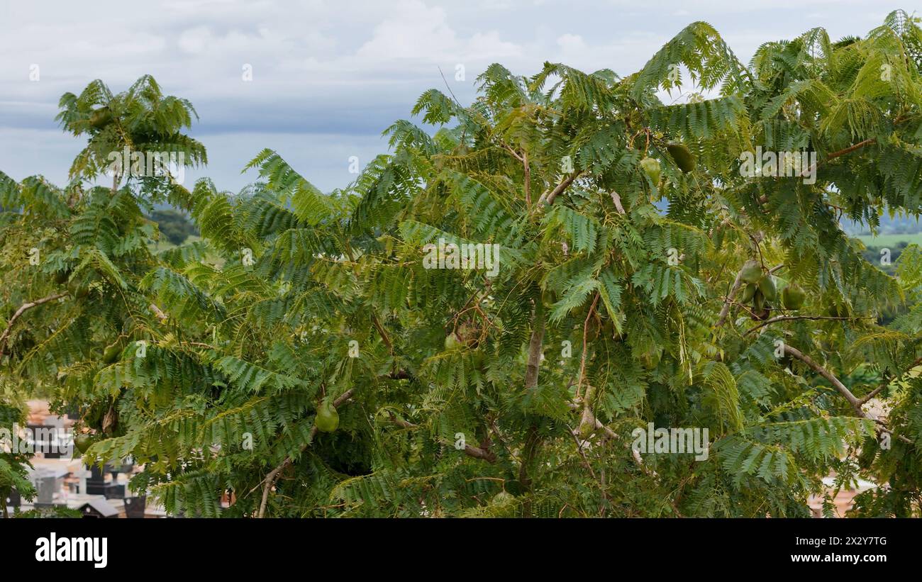 Blue Jacaranda Tree Fruits of the species Jacaranda mimosifolia Stock ...