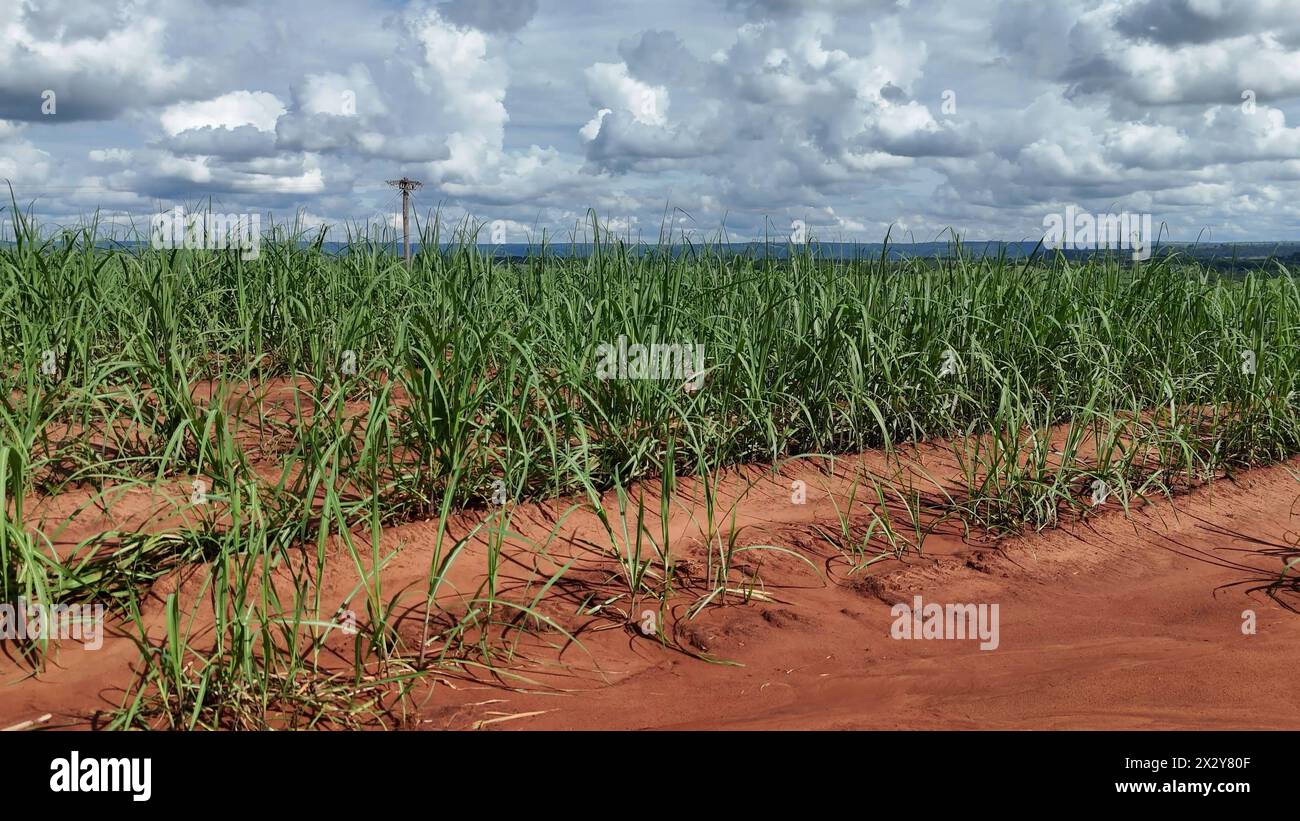 field sugar cane cultivation area agribusiness Stock Photo - Alamy