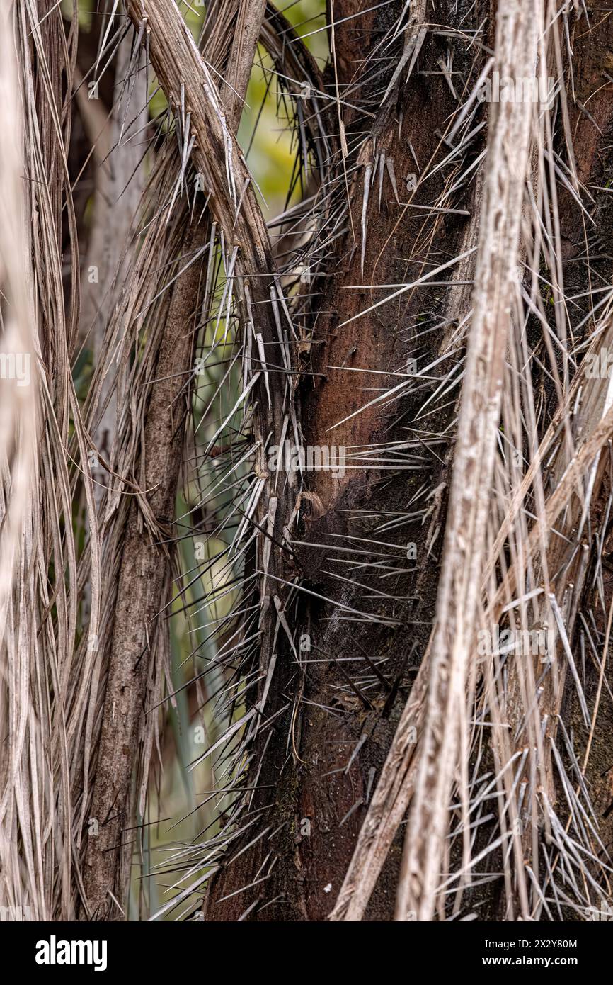 Macaw Palm Tree of the species Acrocomia aculeata Stock Photo - Alamy