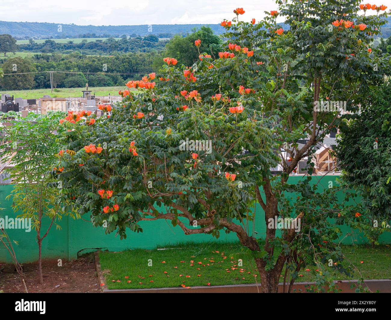 African Tulip Tree Flowers of the species Spathodea campanulata Stock ...