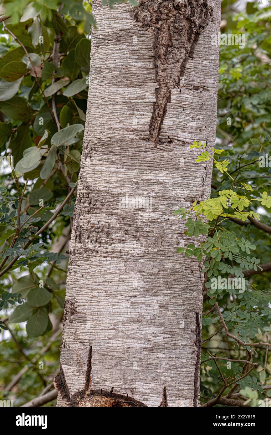 Hymenaea brevipetiolata hi-res stock photography and images - Alamy