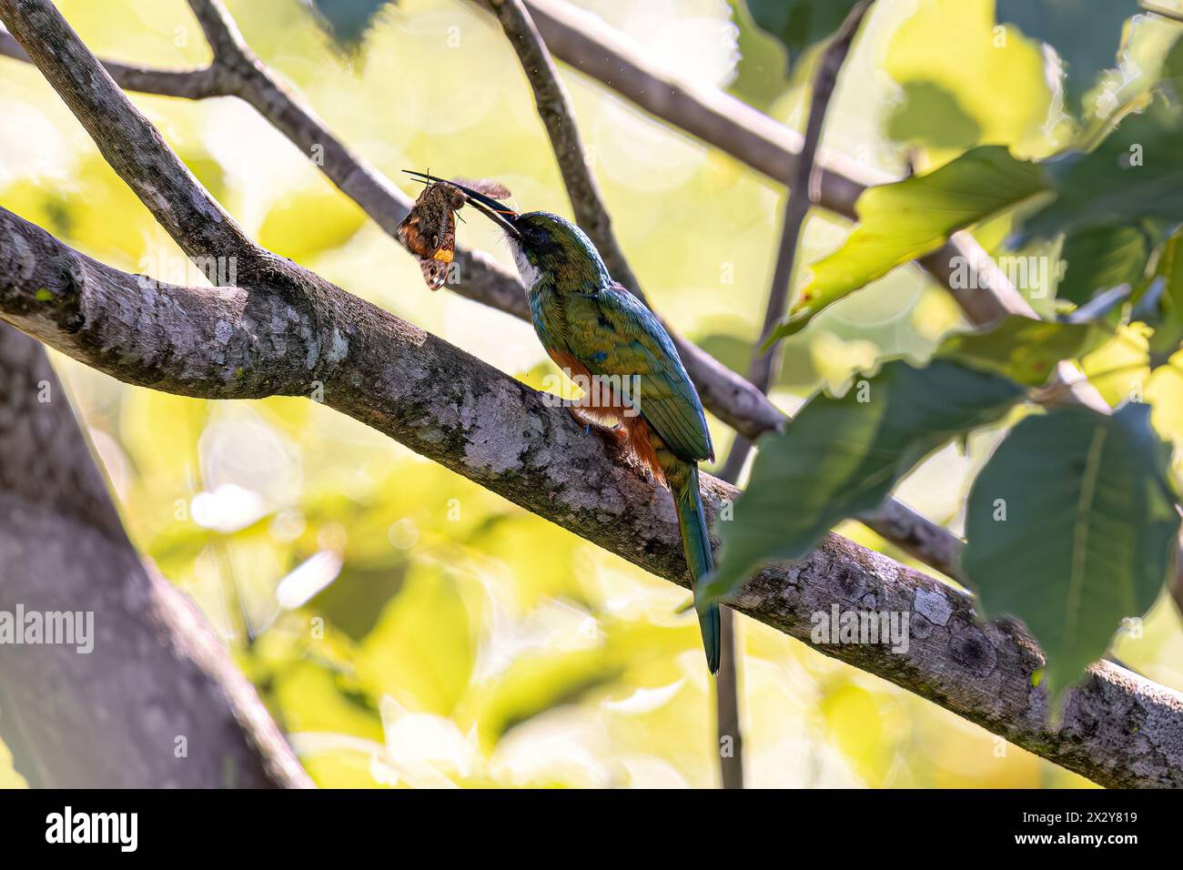 Birding butterfly hi-res stock photography and images - Alamy