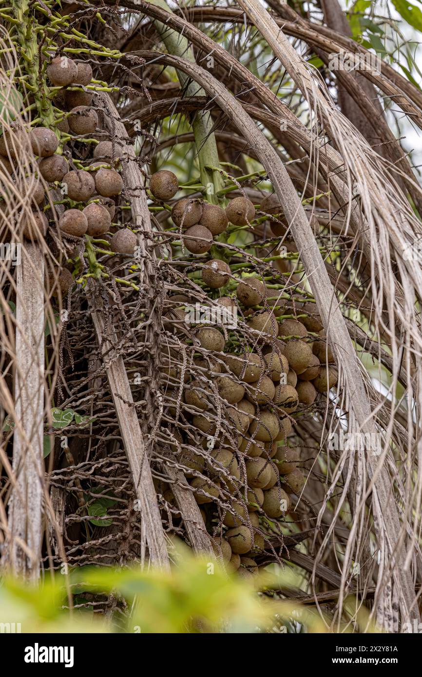 Macaw Palm Fruits of the species Acrocomia aculeata Stock Photo - Alamy