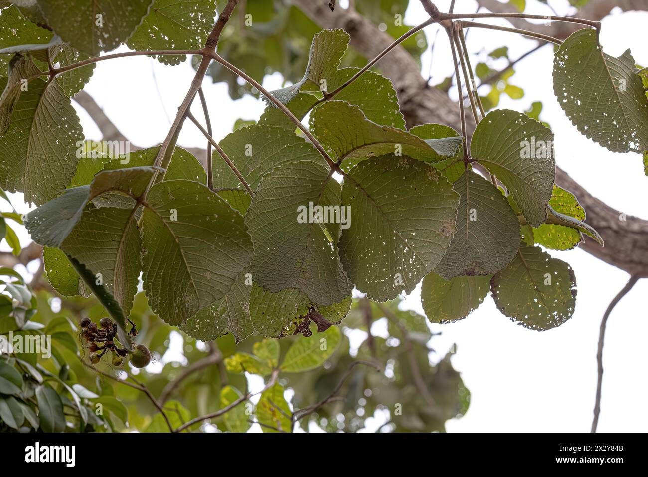 Cerrado tree leaves hi-res stock photography and images - Alamy