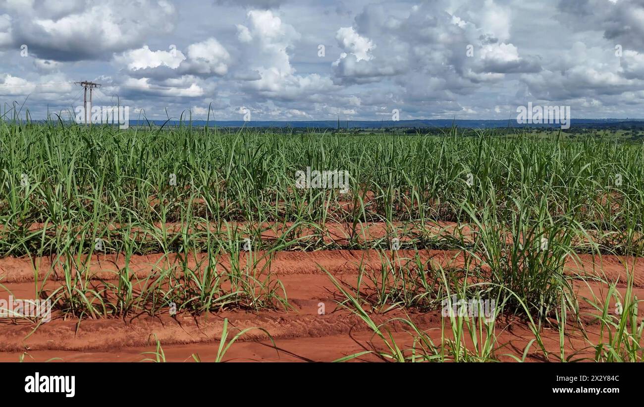 field sugar cane cultivation area agribusiness Stock Photo - Alamy