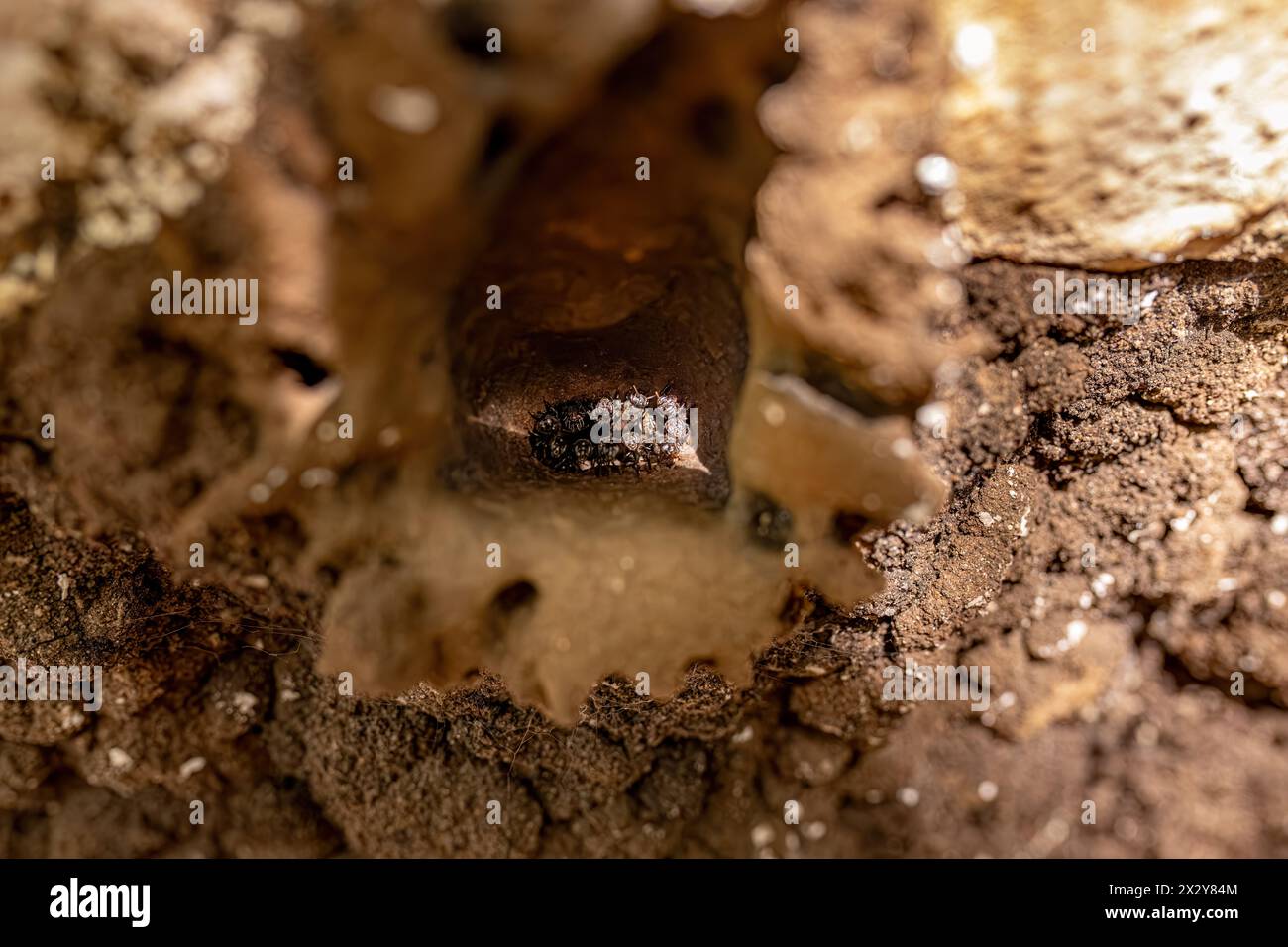 Stingless Bees Insects Colony Hive of the Genus Partamona Stock Photo ...