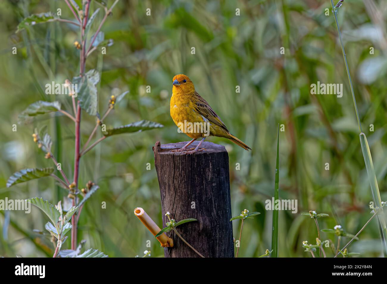 Saffron finch species sicalis hi-res stock photography and images - Alamy