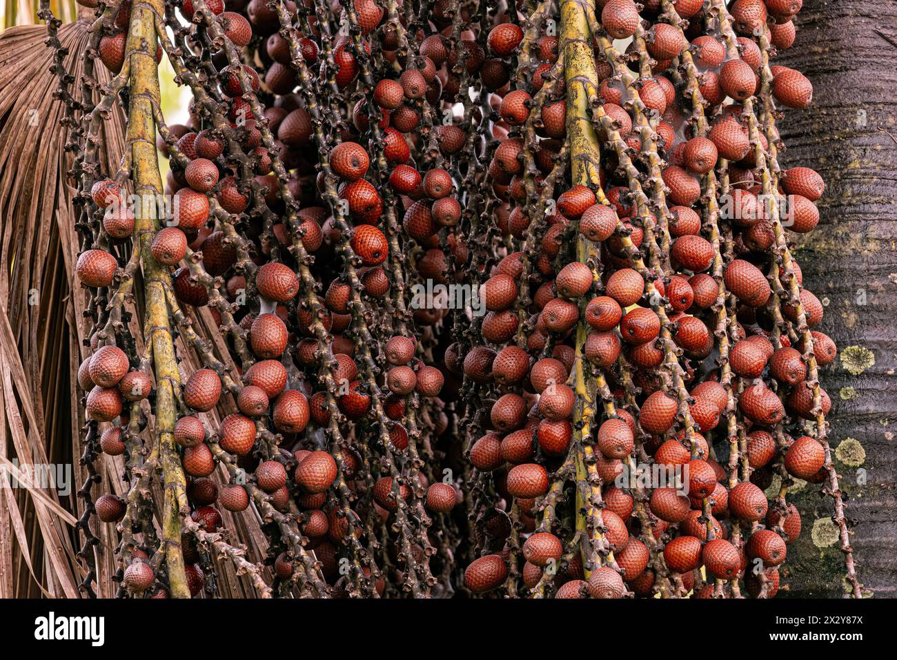 Buriti palm hi-res stock photography and images - Alamy