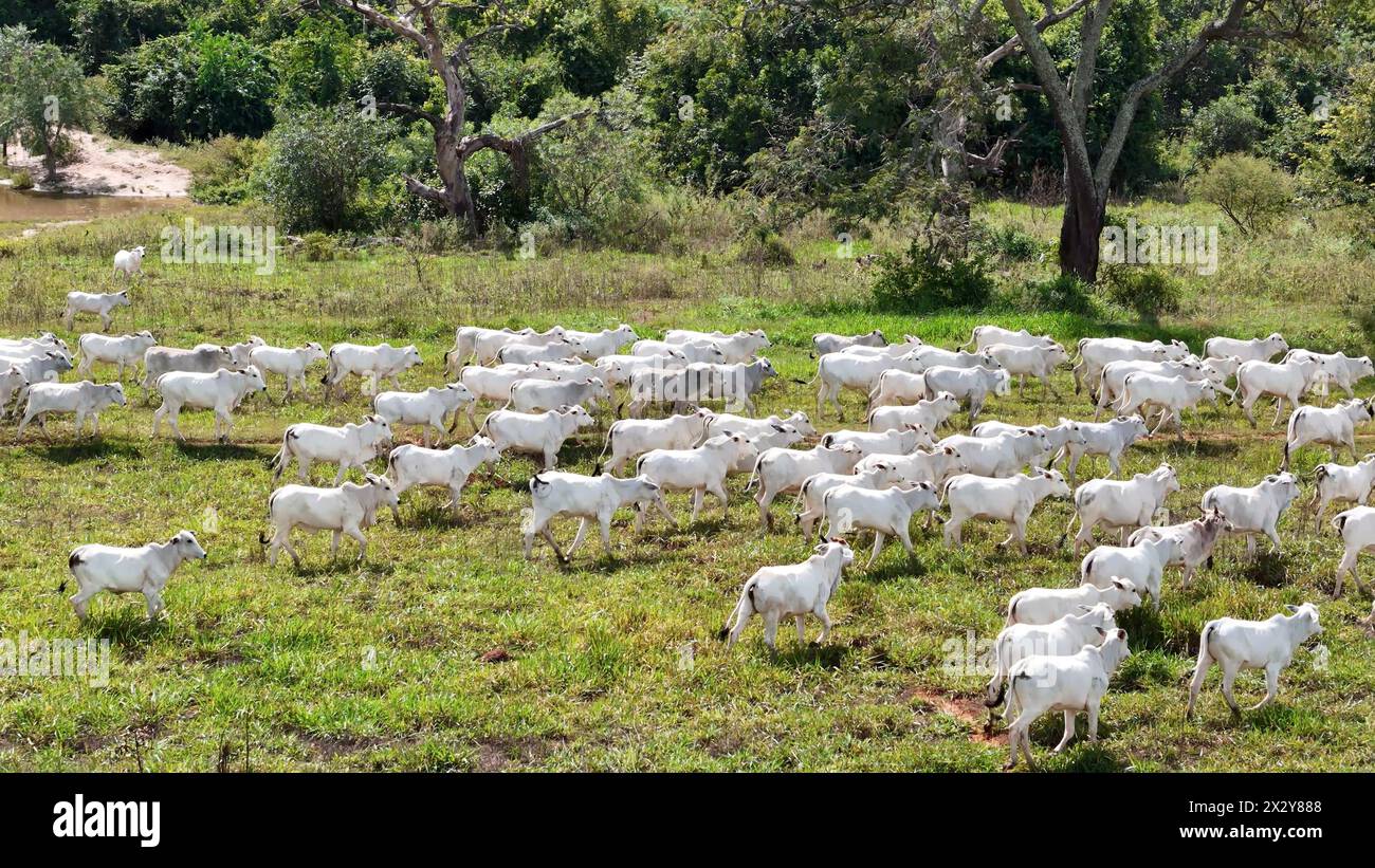 field pasture area for cattle breeding white cows grazing Stock Photo ...