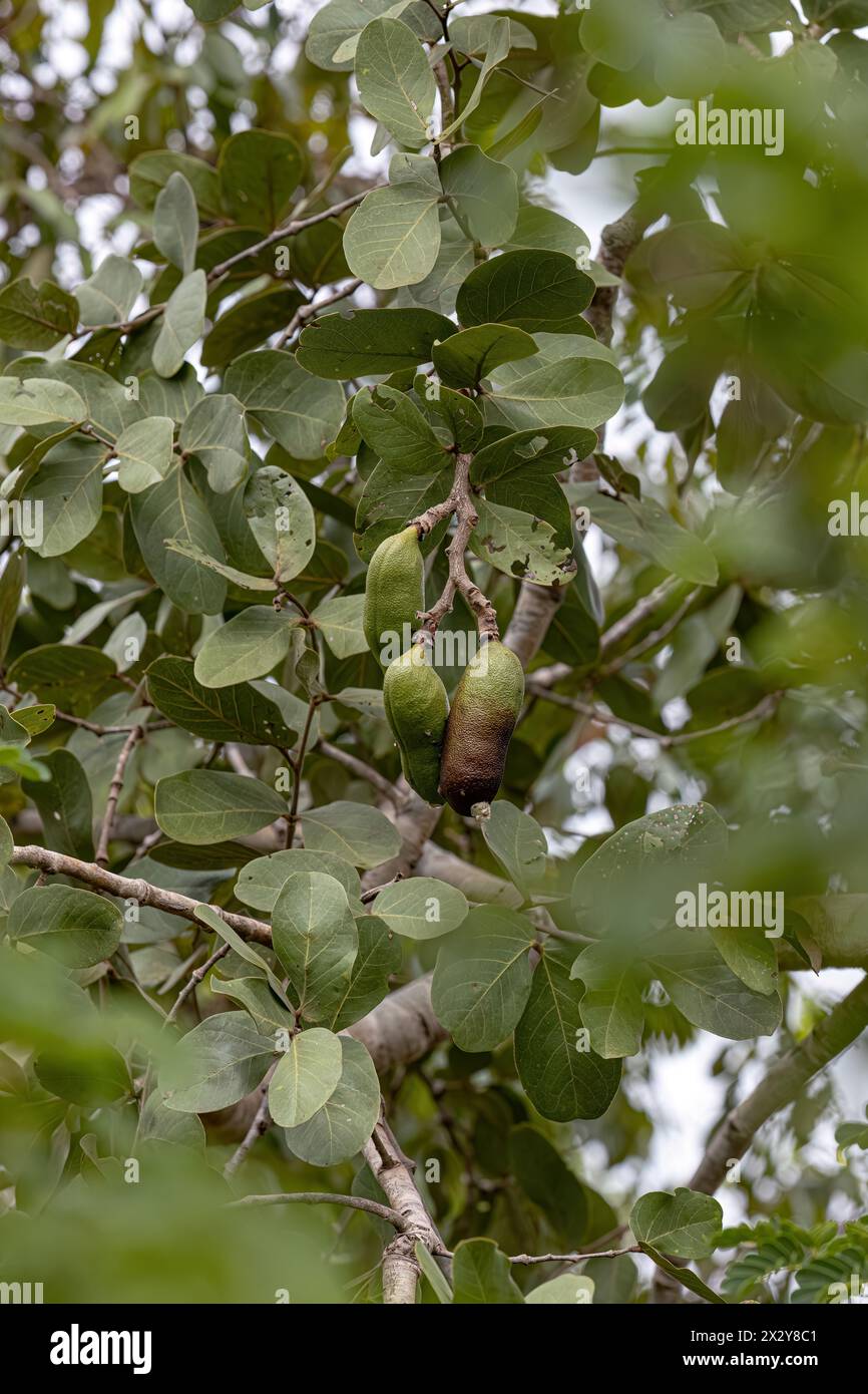 Stinkingtoe Tree with Fruits of the species Hymenaea stigonocarpa with ...