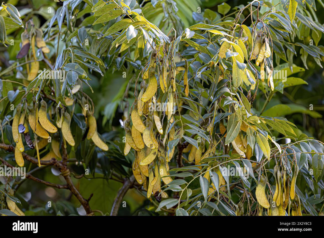Machaeriums Plant Seeds of the Genus Machaerium Stock Photo - Alamy