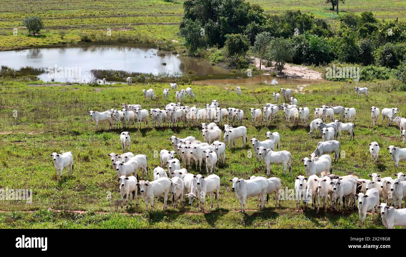 field pasture area for cattle breeding white cows grazing Stock Photo ...