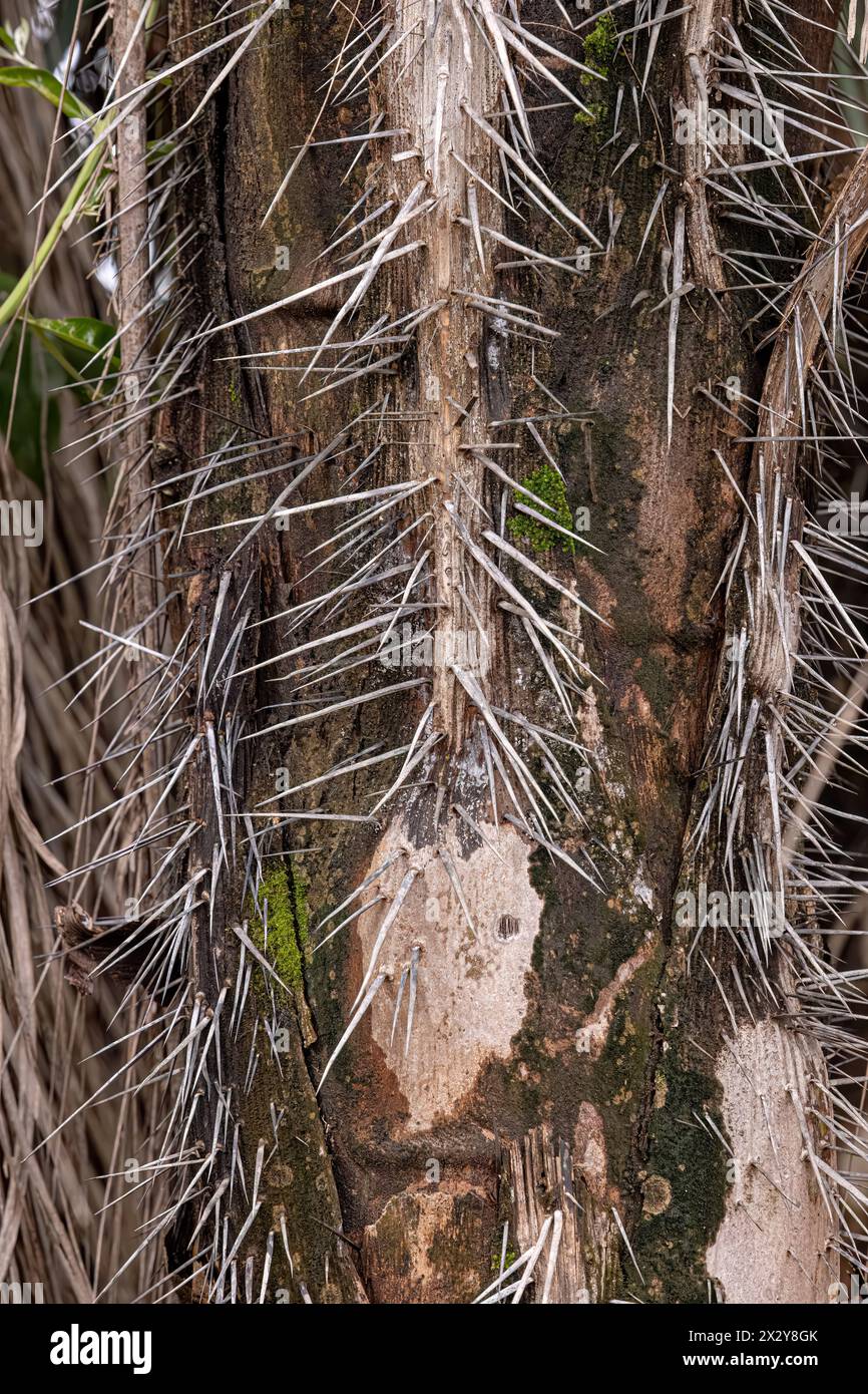 Macaw Palm Tree of the species Acrocomia aculeata Stock Photo - Alamy