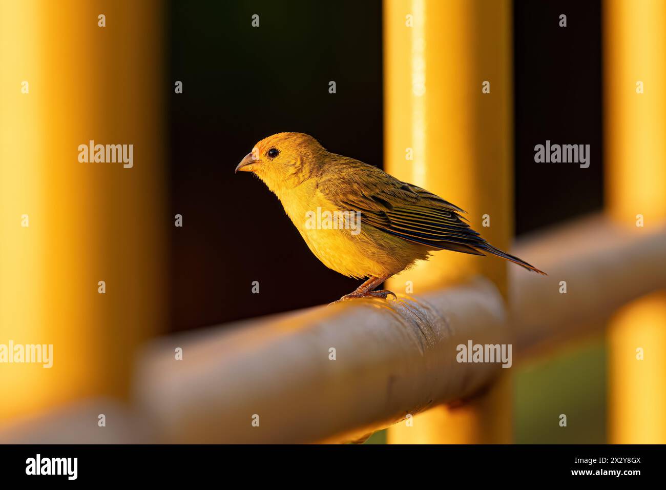 Saffron finch species sicalis hi-res stock photography and images - Alamy
