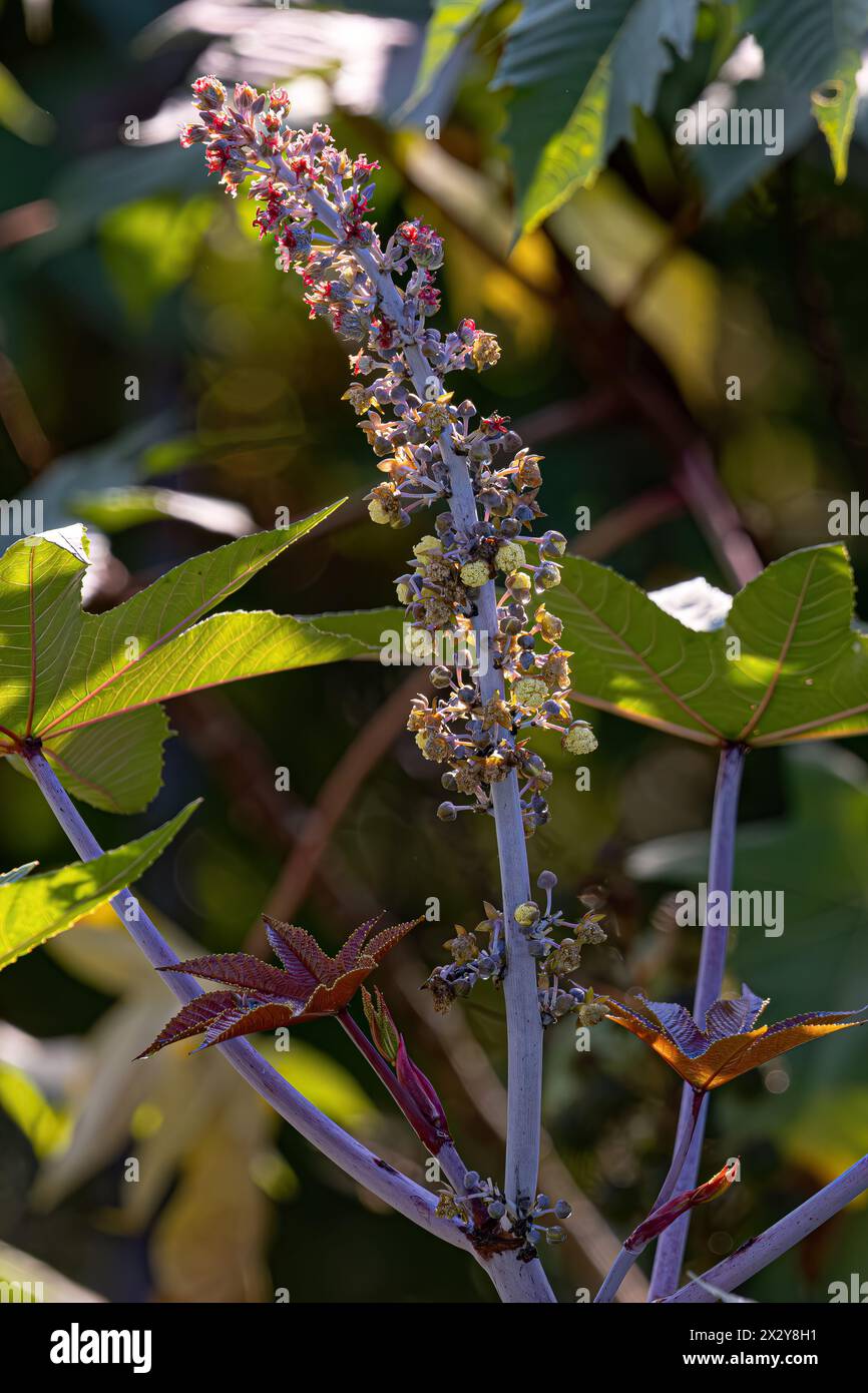 Green Castor Bean Plant of the species Ricinus communis Stock Photo - Alamy