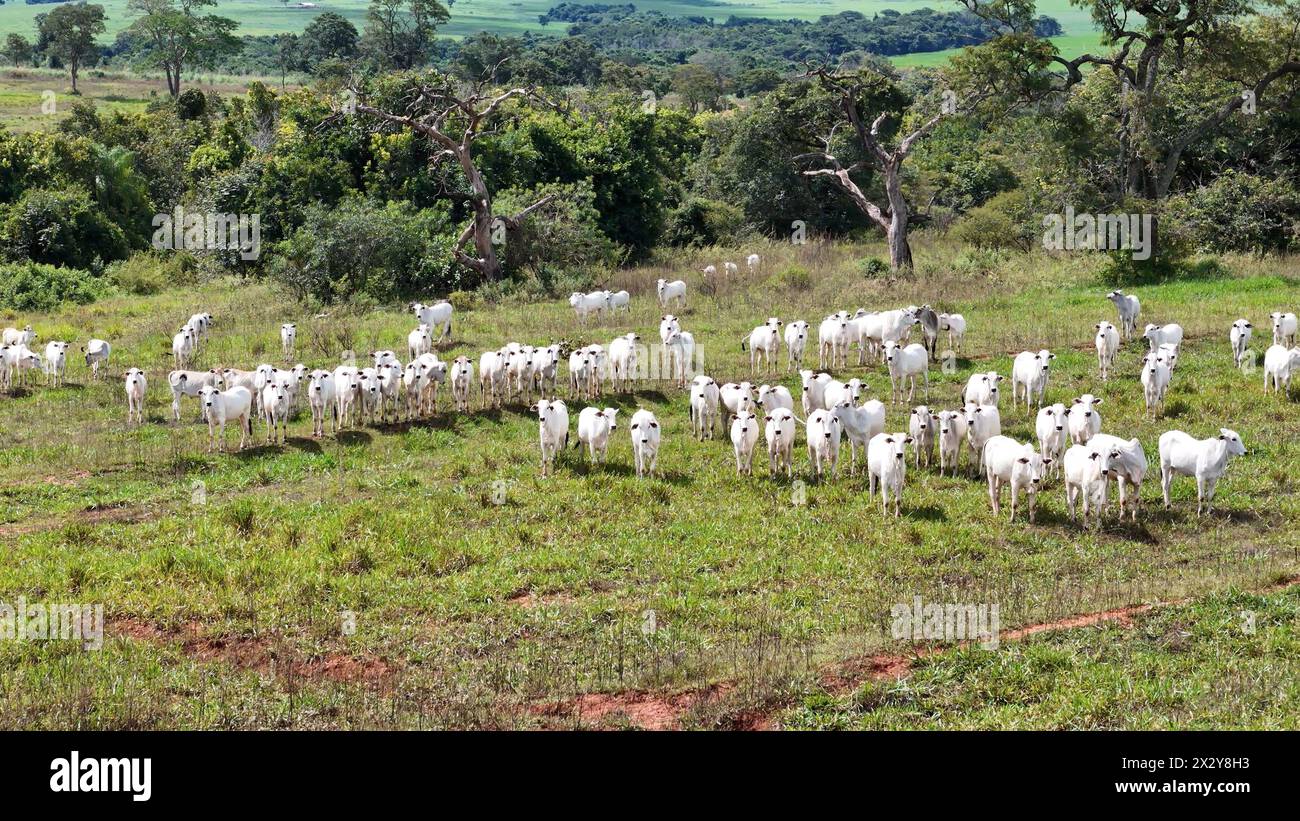 field pasture area for cattle breeding white cows grazing Stock Photo ...