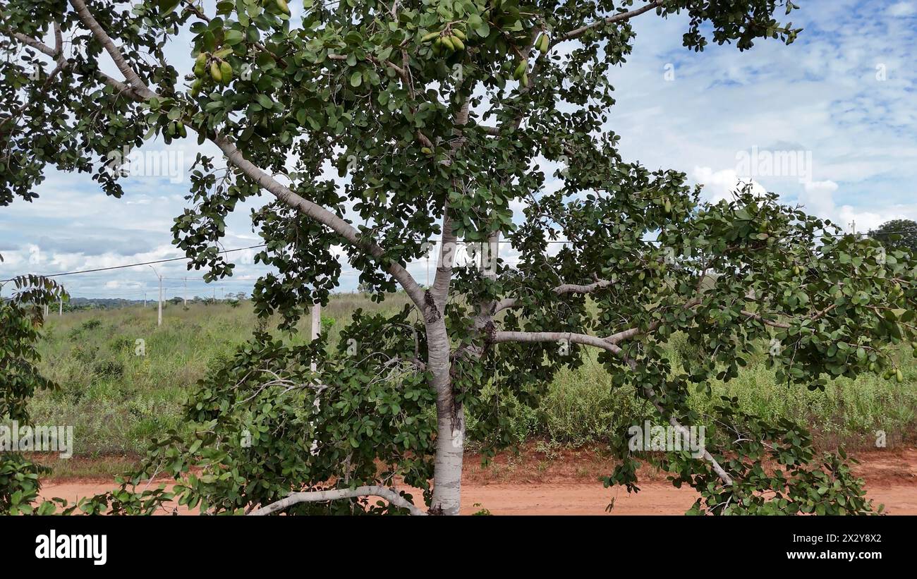 Hymenaea courbaril leaf hi-res stock photography and images - Alamy