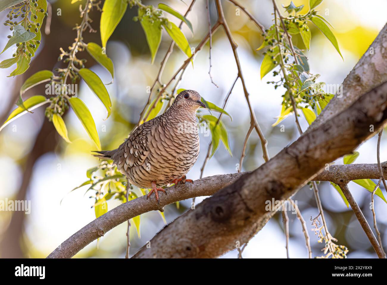 Scaled Dove Bird of the Species Columbina squammata Stock Photo - Alamy