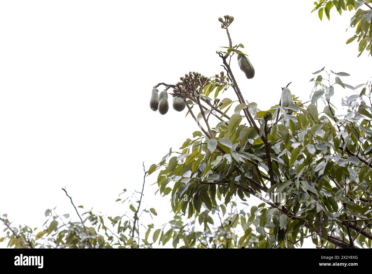 Stinkingtoe Tree with Fruits of the species Hymenaea courbaril with ...