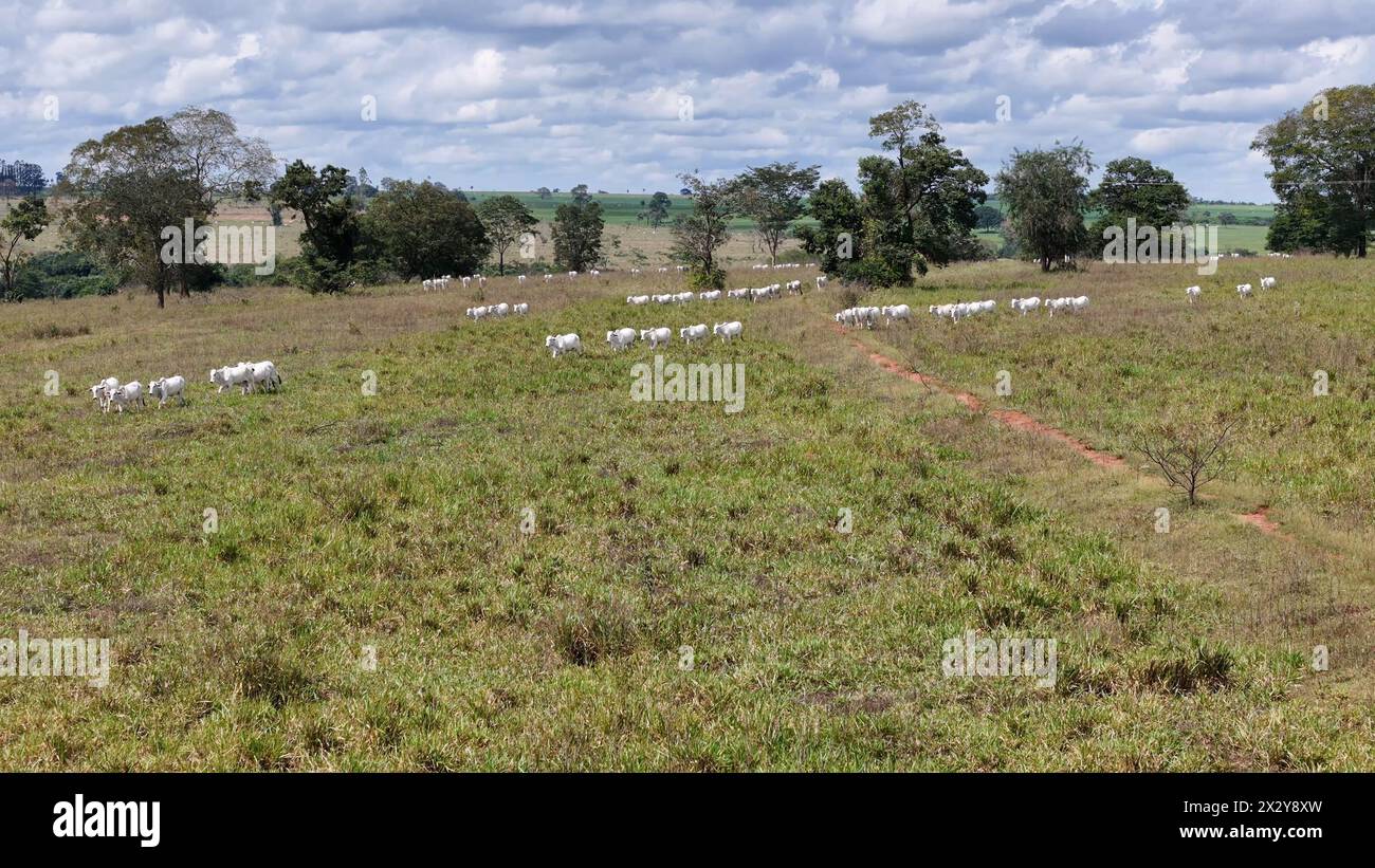 field pasture area for cattle breeding white cows grazing Stock Photo ...