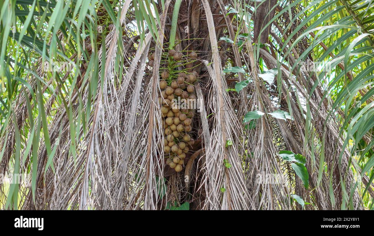 Macaw Palm Fruits of the species Acrocomia aculeata Stock Photo - Alamy